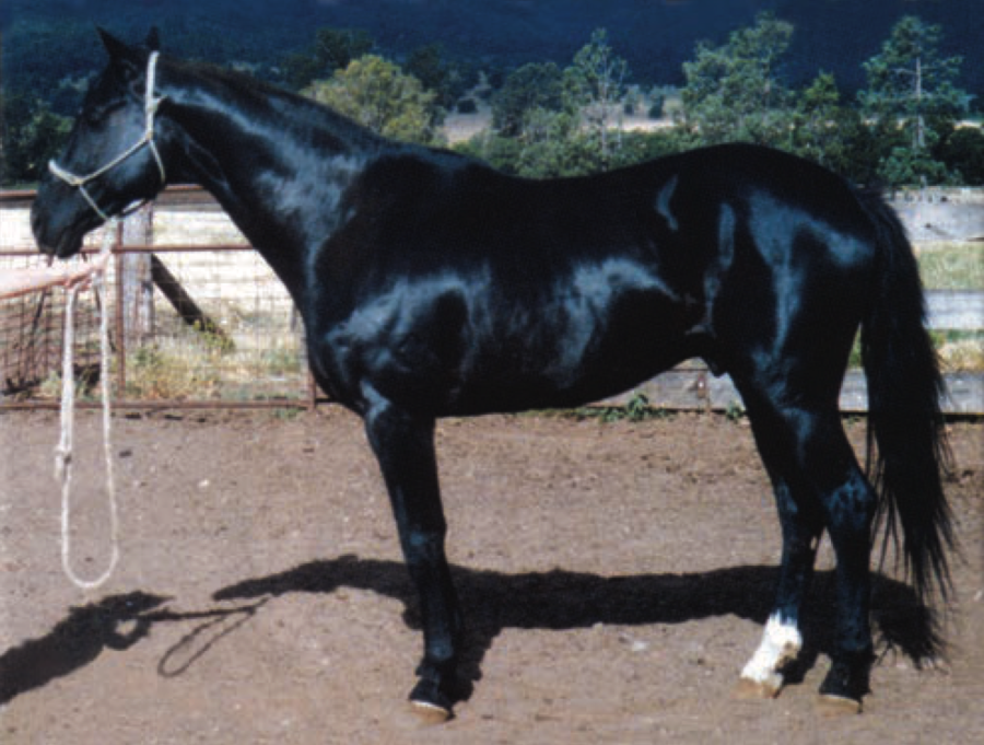 Australian Stock Horse Stallions: Foundation of Kirkbys Stud
