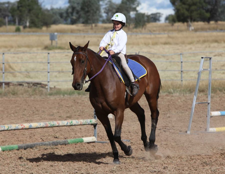 Wallah Eve - HSH (dec.) | Kirkbys Stud Stock Horses